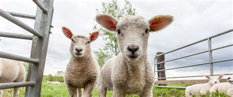 Issues Animal Equality Uk