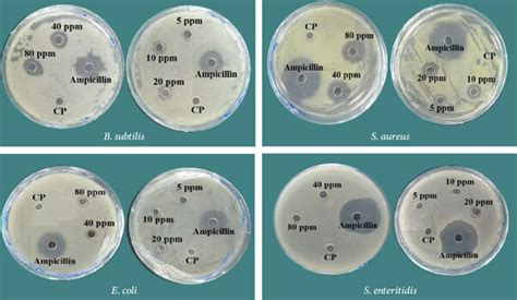 Antibacterial Effect Of Cp Agnps At Various Concentrations Download