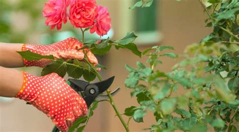 A Beginner S Guide To Growing Roses In Your Garden