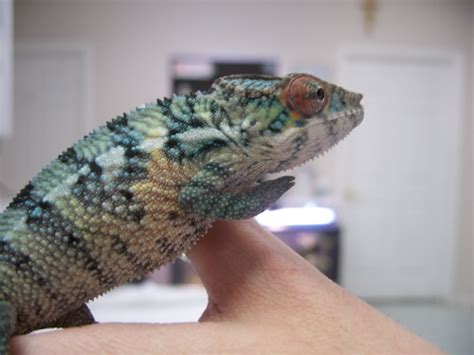 Chameleon Connection