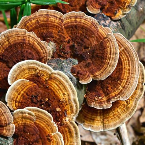 Berkeleys Polypore Identification Foraging And Culinary