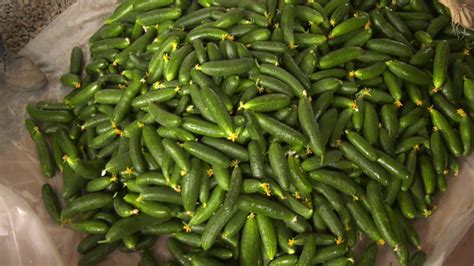 კართოფილი Youtube