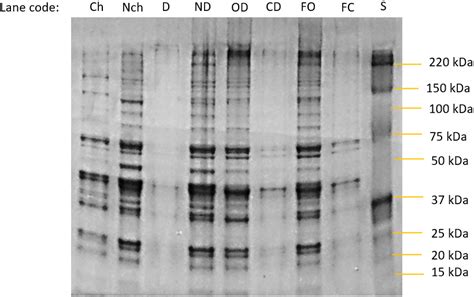 Photograph Of An Sds Page Gel Separation Of Proteins In The Bathing