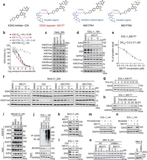 Ezh2 Non Canonically Binds Cmyc And P300 Through A Cryptic Transactivation Domain To Mediate