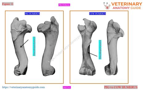 Veterinary Anatomy Guide Cow Humerus