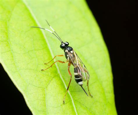 What Eats Aphids 5 Aphid Predators To Know About Homes And Gardens