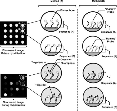 Two Fret Based Real Time Dna Microarray Assaying Alternative Methods