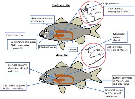 Osmoregulation In Animals Bioprof