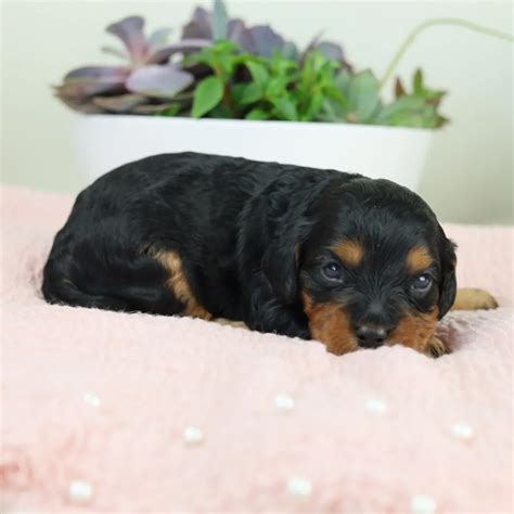 Optimizing Puppy Development How Puppy Curriculum Leads To Better