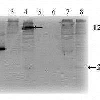 Expression Vector Construct And Expression Analysis A Schematic Download Scientific Diagram