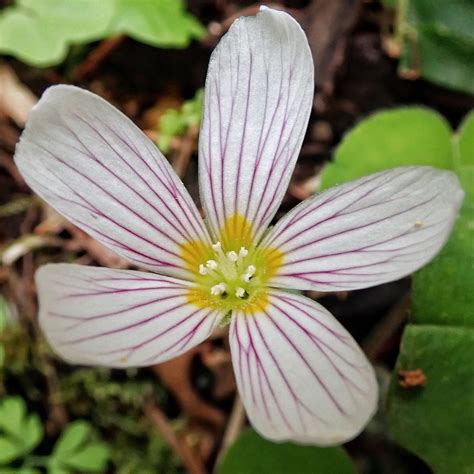 Oxalidaceae 10000 Things Of The Pacific Northwest