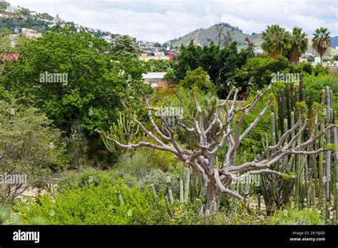 The Ethnobotanical Garden Of Oaxaca Adjacent To The Church Of Santo Domingo Features Hundreds