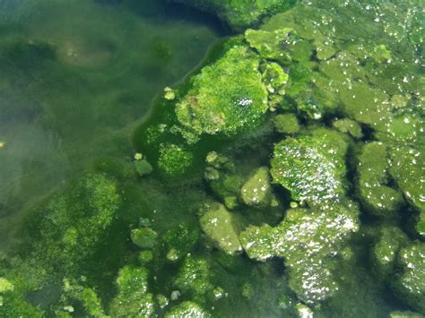 Algae Wallpaper 2048x1536 80601