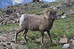 Ovis Canadensis Wikipedia La Enciclopedia Libre
