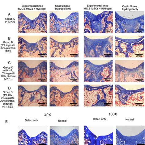 Articular Cartilage Defects In A Rat Model And Gross Appearance And