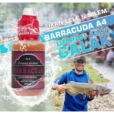 Jual Barracuda A4 Essen Ikan Lele Untuk Mancing Harian Lomba Galatama
