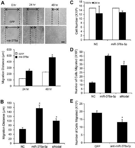 Mir 378a 5p Enhances Cell Survival And Proliferation A Mir 378a 5p