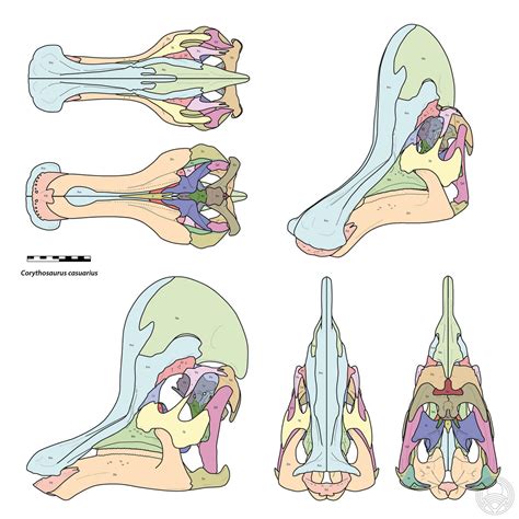 Corythosaurus Skull Schematic By Olofmoleman On Deviantart