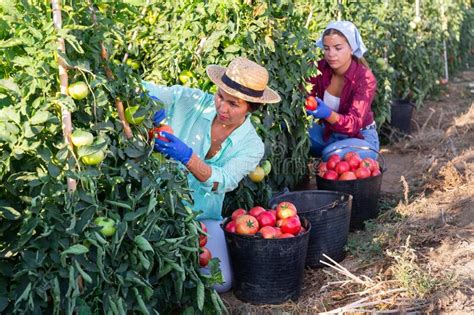 Asian Female Farm Worker Gathering Crop Of Pink Tomatoes Stock Image