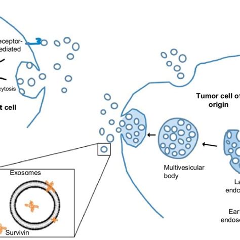 Exosomes Play Important Roles In Intercellular Communication Notes A Download Scientific