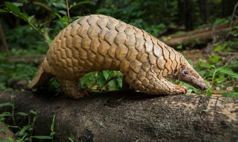 Pangolin Species Wwf