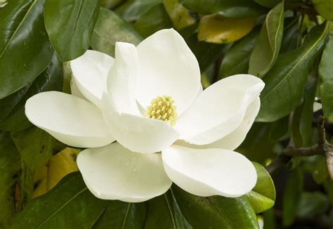 10 Native Southern Flowers That Are Signs Of Spring