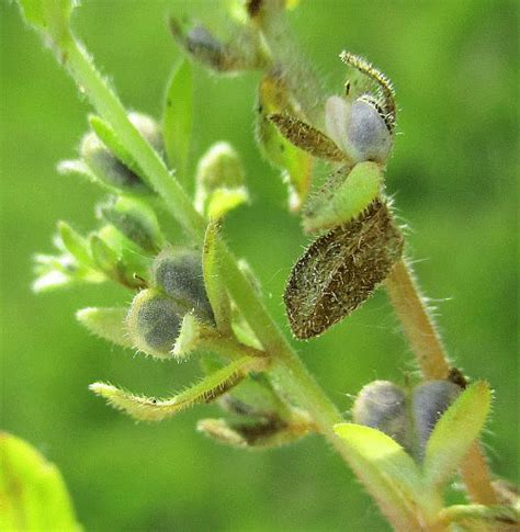 Schroeteria Delastrina Plant Parasites Of Europe