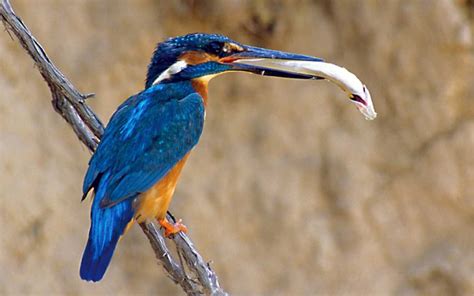 Fauna Ader Sousa