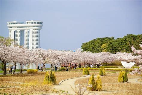 2024 벚꽃 개화 시기 및 전국 벚꽃 명소 Best 6 알아보기 벼리 빛나는 밤