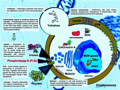 Principal Virulence Factors Of Cryptococcus Species Download