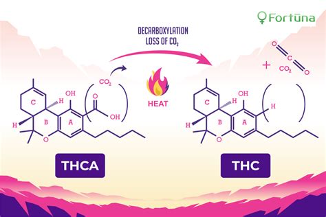 Hemp Decarboxylation What Is It Fortuna Feminized Hemp Seeds