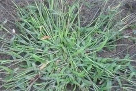 When To Apply Crabgrass Preventer