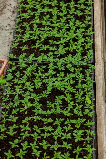 이 탄 냄비에 묘 목 아기 식물 시드 농업 묘에 대 한 블랙홀 트레이 봄 심기 초기 묘 목 창턱에 집에서 상자에 씨앗에서 성장