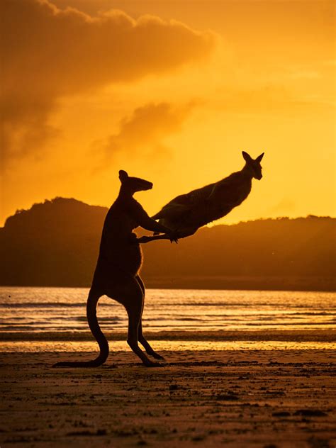 The Funniest Finalists Of The 2022 Comedy Wildlife Photo Awards Petapixel