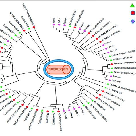 Phylogenetic Tree Constructed Using Mega X V7 Software Download Scientific Diagram