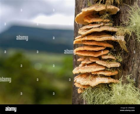 Macro Photography Of Some Species Of Trametes Fungal Plant Pathogen Growing In A Old Fence Post