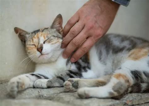 1 Como Tranquilizar A Un Gato Pequeño 2023