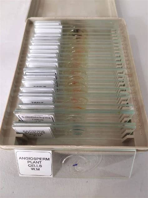 Botany Micro Prepared Slides For Laboratory Feature Crack Proof