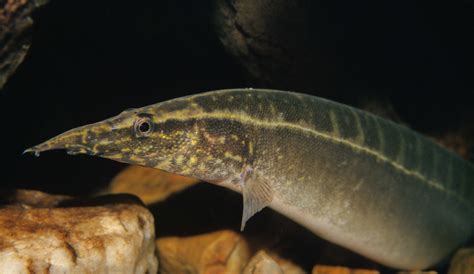Freshwater Eel