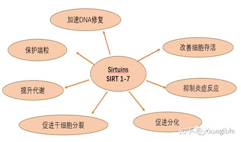 寿命的秘密 长寿基因sirtuins家族 知乎
