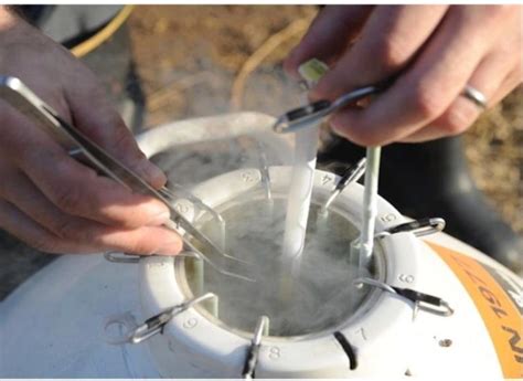 Saif Ur Rehman On Linkedin Breeding Ai Vet