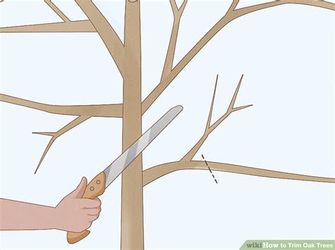 How To Trim Oak Trees 9 Steps With Pictures Wikihow