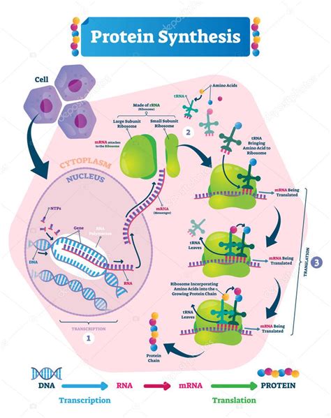 Ilustración De Vectores De Síntesis De Proteínas Transcripción Y
