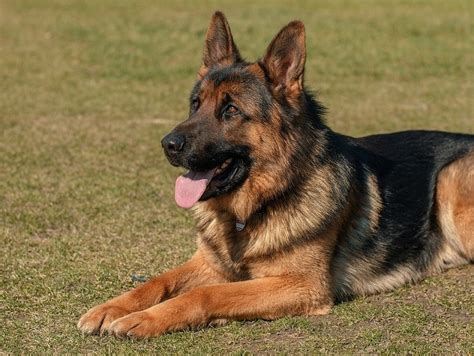 12 German Shepherd Colors Markings And Patterns With Pictures Hepper