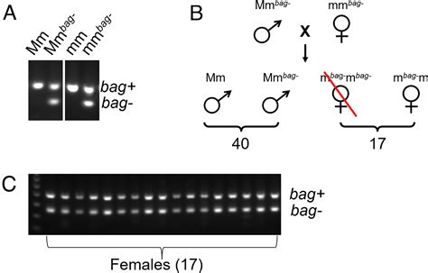 Differential Elimination Of Marked Sex Chromosomes Enables Production