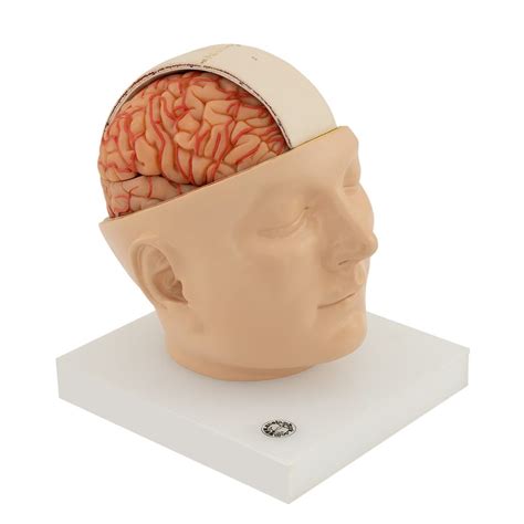 Head Base With Brain And Dura Mater Sim Mod
