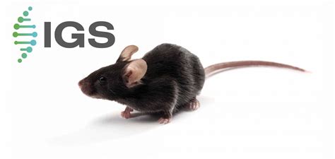 C57bl 6 Aged Mice 老龄鼠，自然衰老小鼠 维通利华 Charles River