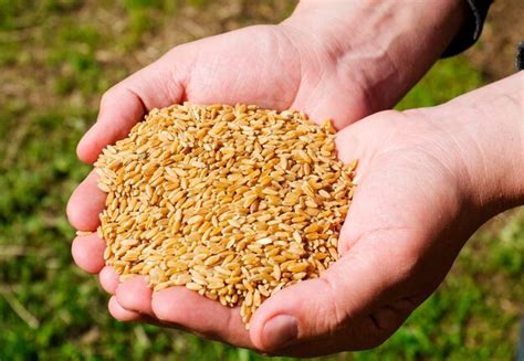 Premium Photo Wheat Grain