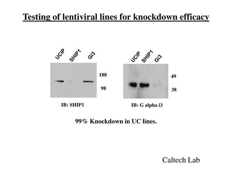 Ppt A Single Cell Pip 3 Assay Based On Akt Ph Domain Translocation