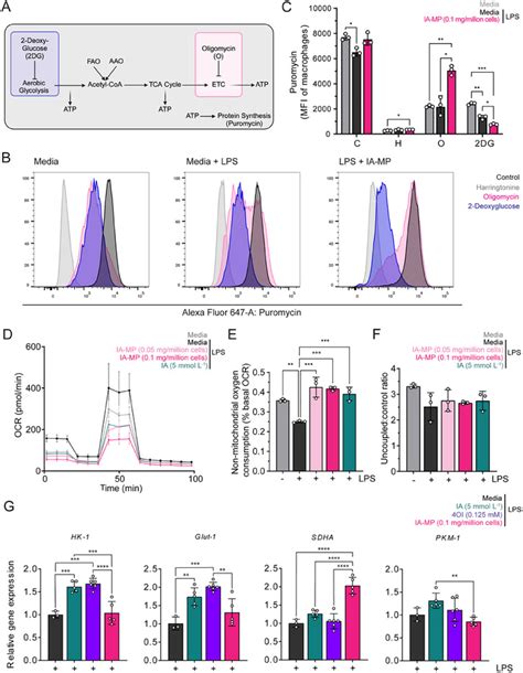 Development Of Itaconate Polymers Microparticles For Intracellular Regulation Of Pro